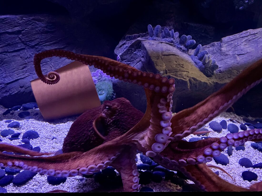 Shell museum welcomes new giant Pacific octopus - SANIBEL-CAPTIVA ...